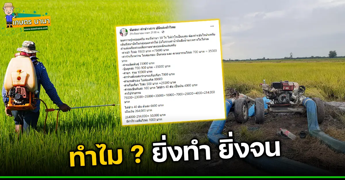 ขอความรู้หน่อยครับ คนที่ทำนา 50 ไร่ได้กำไรเป็นแสน จริงหรอ? - เกษตร นานา ...