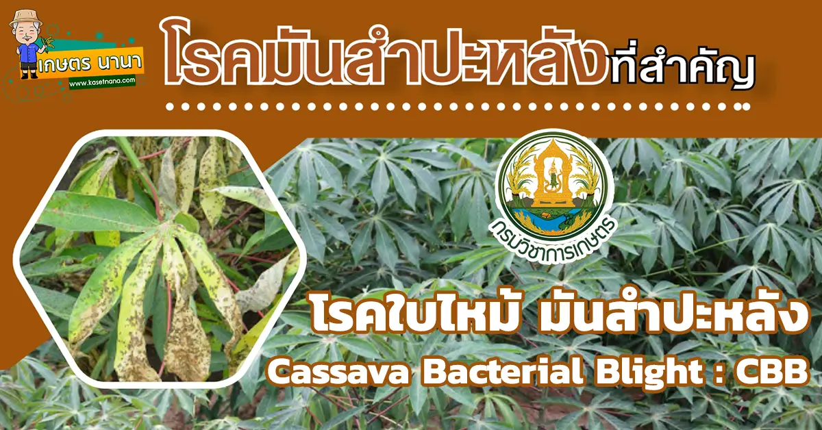 วิธีป้องกันและกำจัดโรคพืช โรคใบไหม้ มันสำปะหลัง (Cassava Bacterial ...