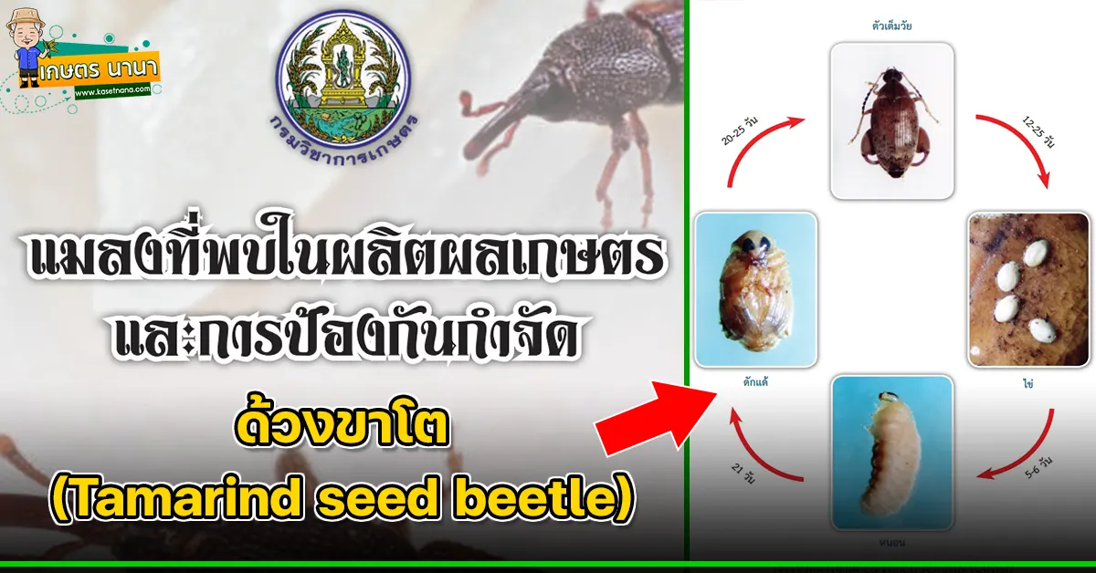 ด้วงขาโต (Tamarind seed beetle) แมลงศัตรูของเมล็ดพืช และผลิตผลเกษตร ...