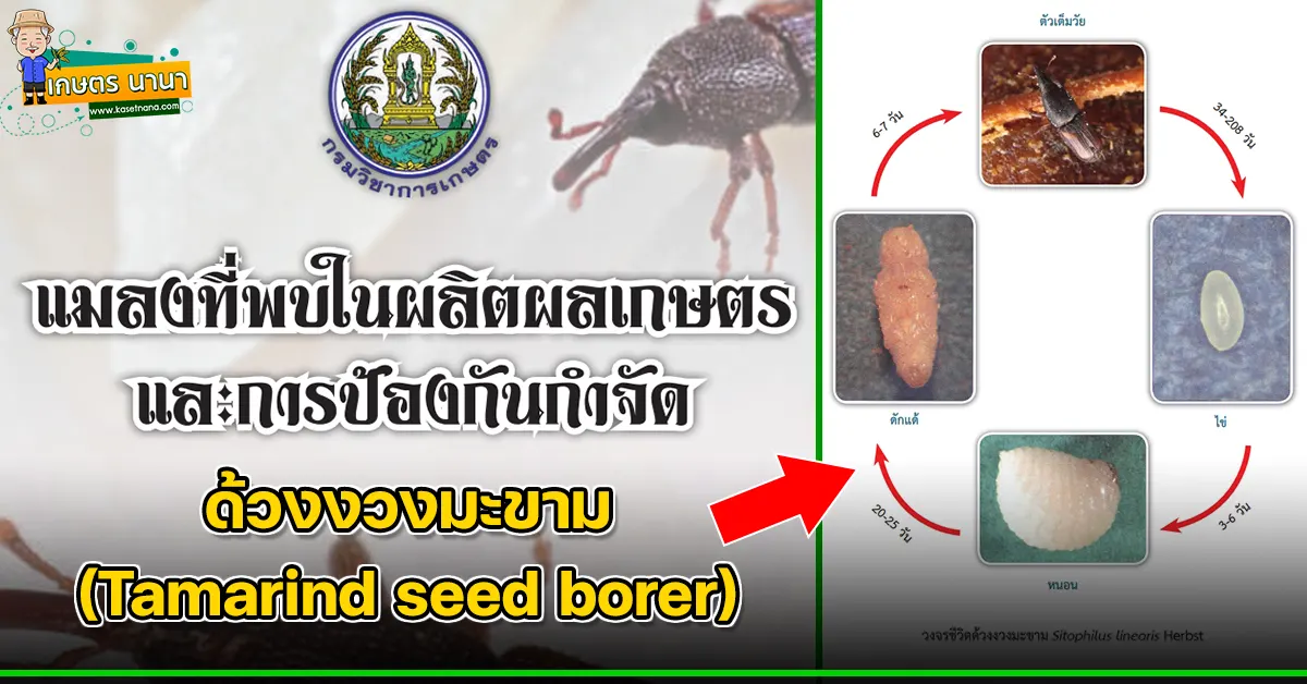 ด้วงงวงมะขาม (Tamarind seed borer) แมลงศัตรูของเมล็ดพืช และผลิตผลเกษตร ...