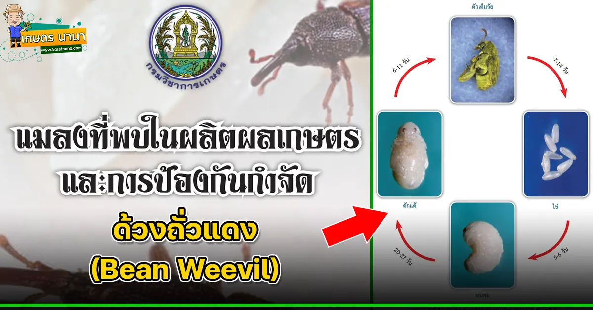 ด้วงถั่วแดง (Bean Weevil) แมลงศัตรูของเมล็ดพืช และผลิตผลเกษตร - เกษตร ...