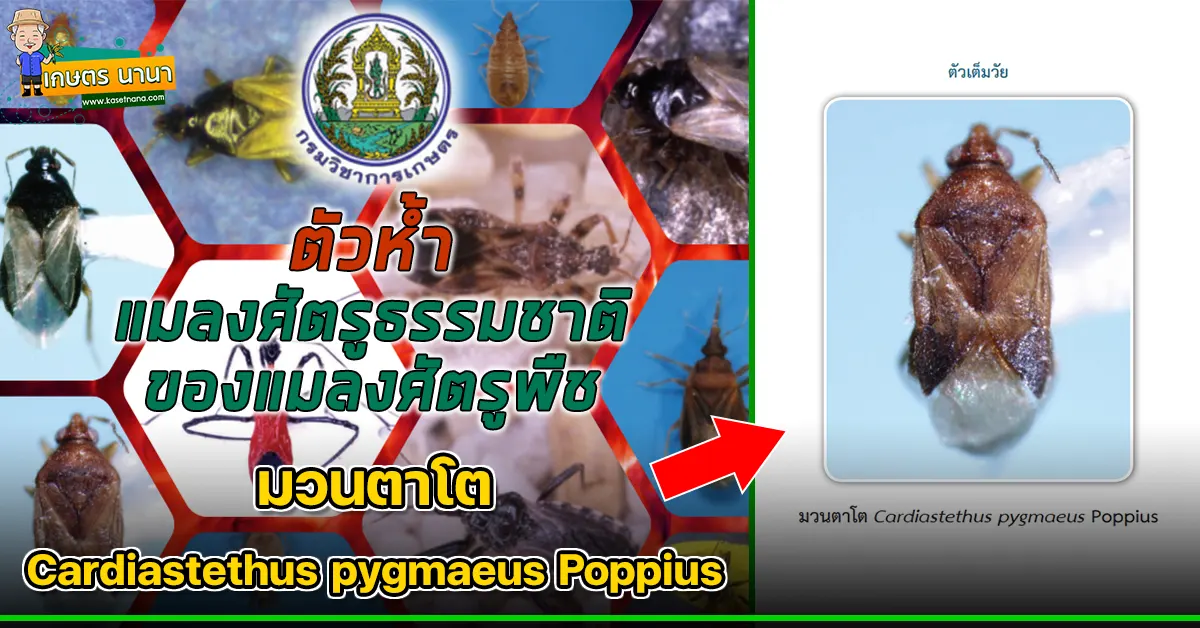 ตัวห้ำ มวนตาโต Cardiastethus pygmaeus Poppius แมลงศัตรูธรรมชาติ ของแมลง ...