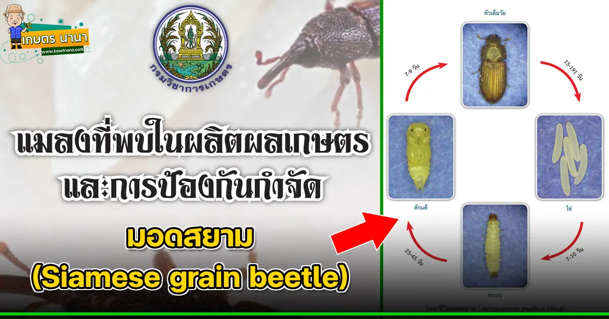 มอดสยาม (Siamese grain beetle) แมลงศัตรูของเมล็ดพืช และผลิตผลเกษตร ...